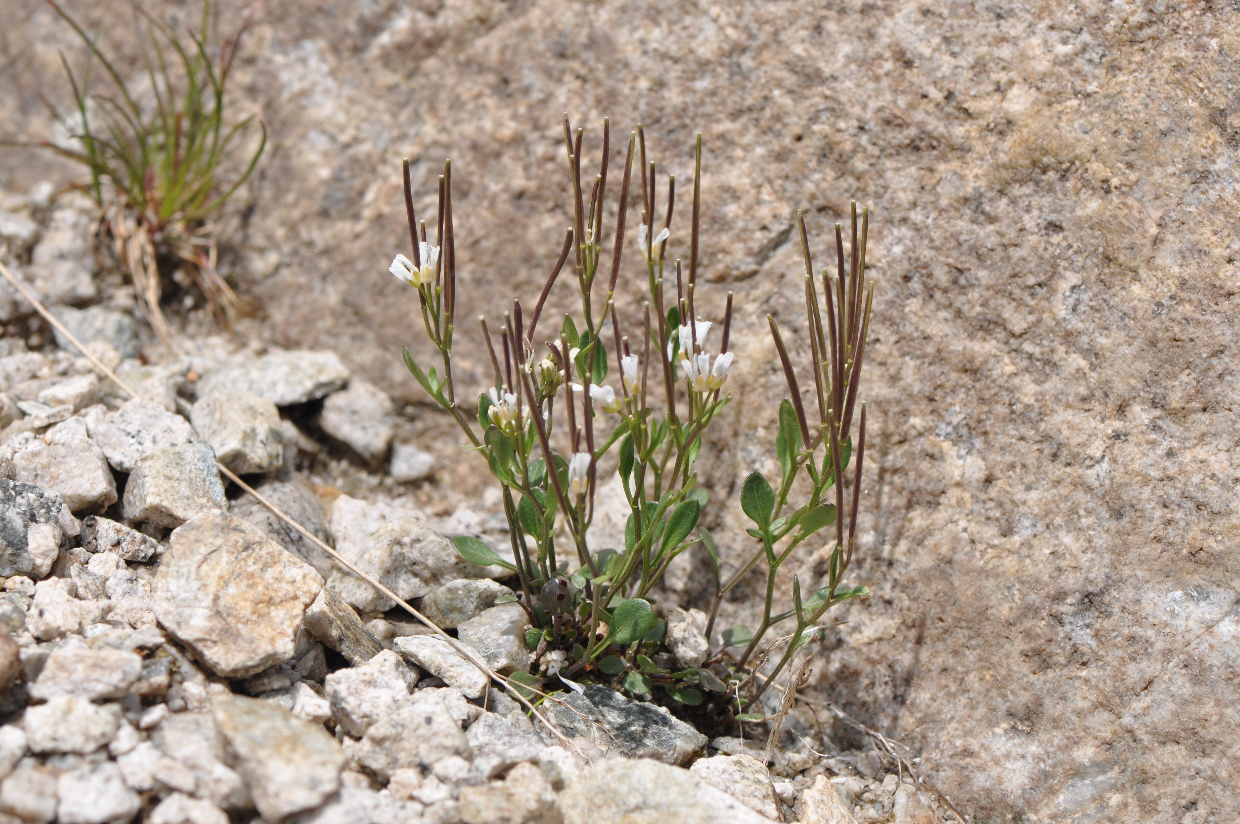 Cardamine resedifolia L.